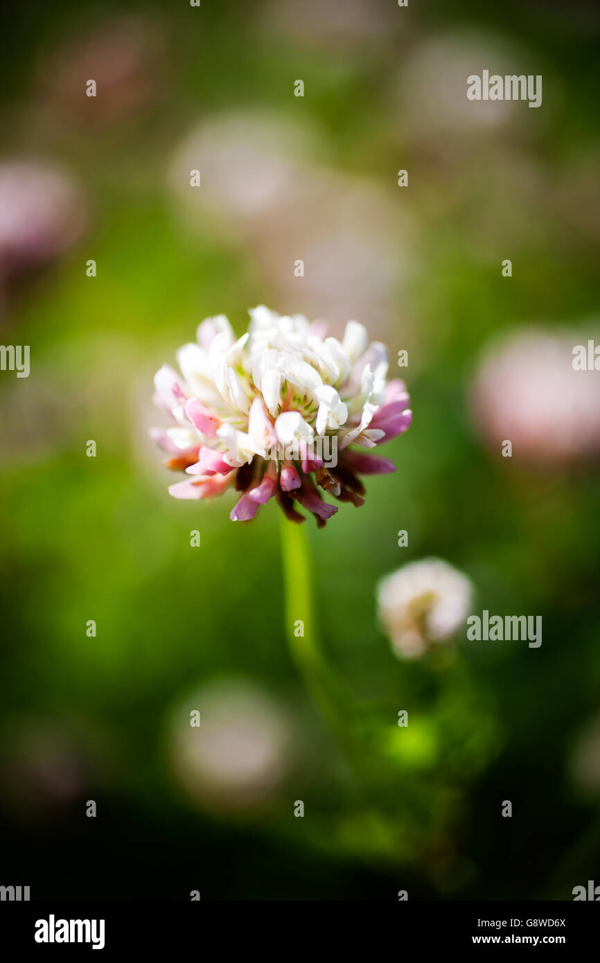Pretty red clover flower hi-res stock photography and images - Alamy