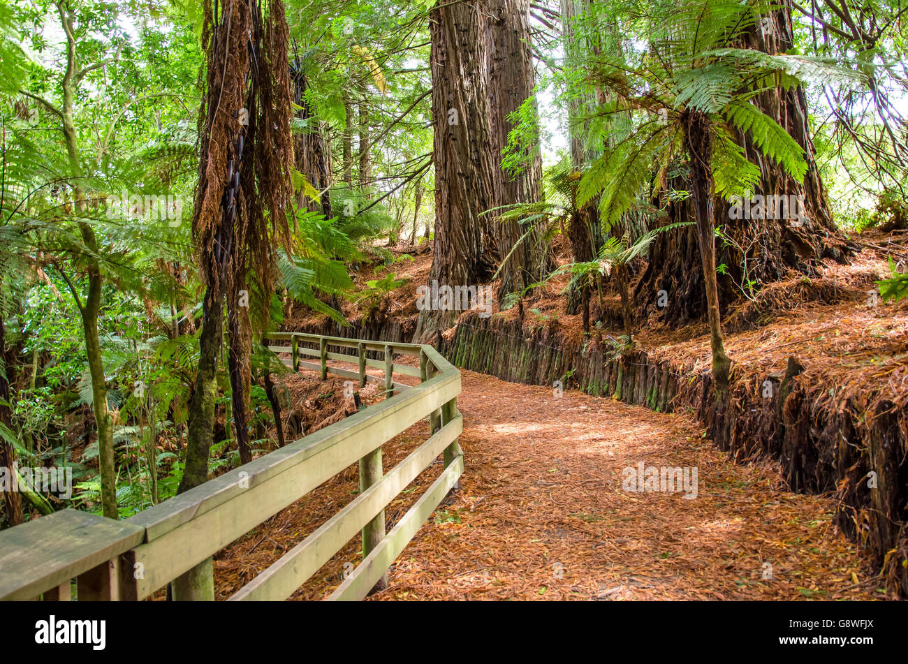 Redwood Grove in Hamurana Springs, Rotorua New Zealand Stock Photo - Alamy