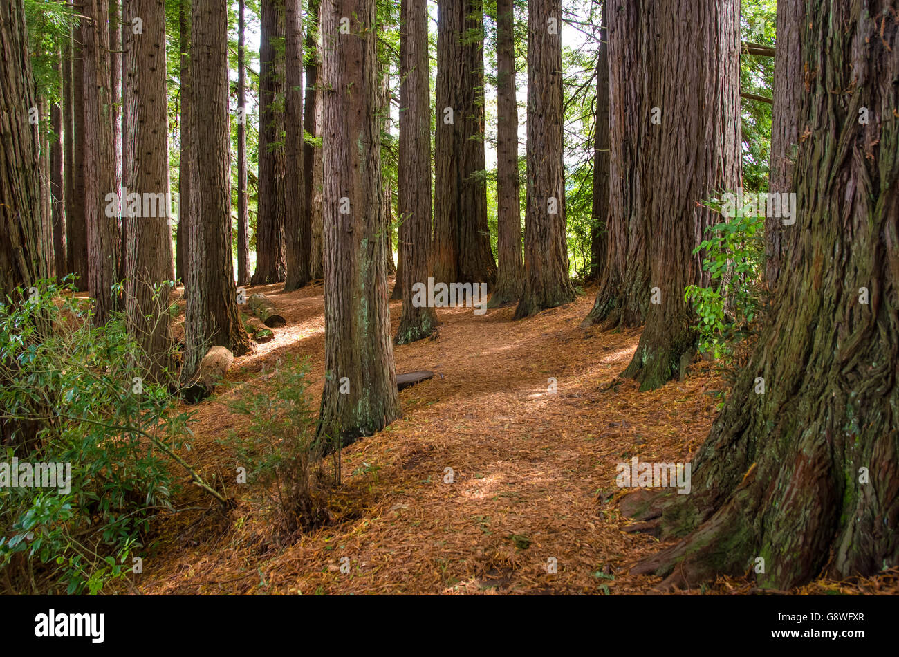 Redwood Grove in Hamurana Springs, Rotorua New Zealand Stock Photo - Alamy