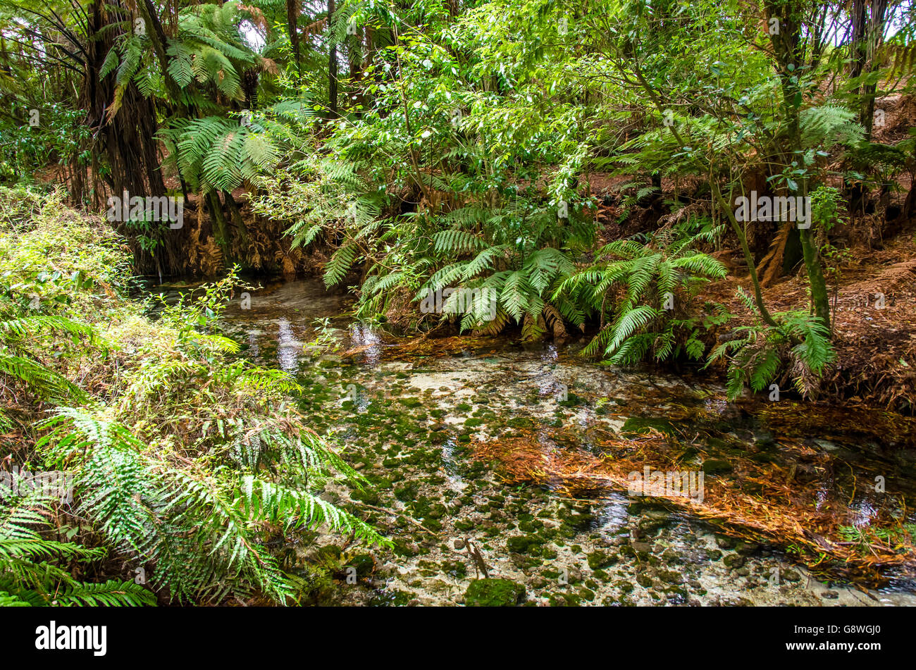 Hamurana spring hi-res stock photography and images - Alamy