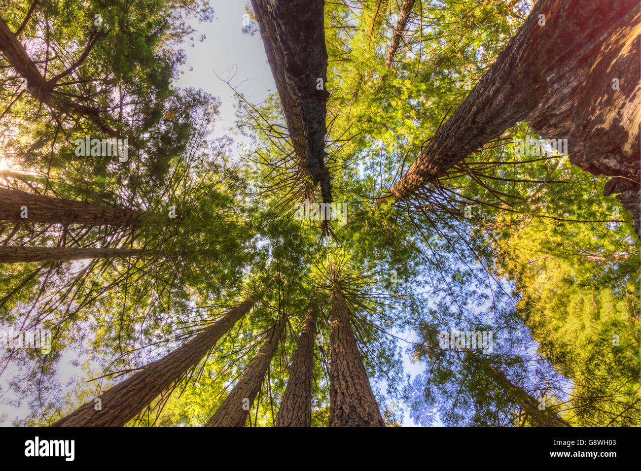Redwood trees big sur hi-res stock photography and images - Alamy