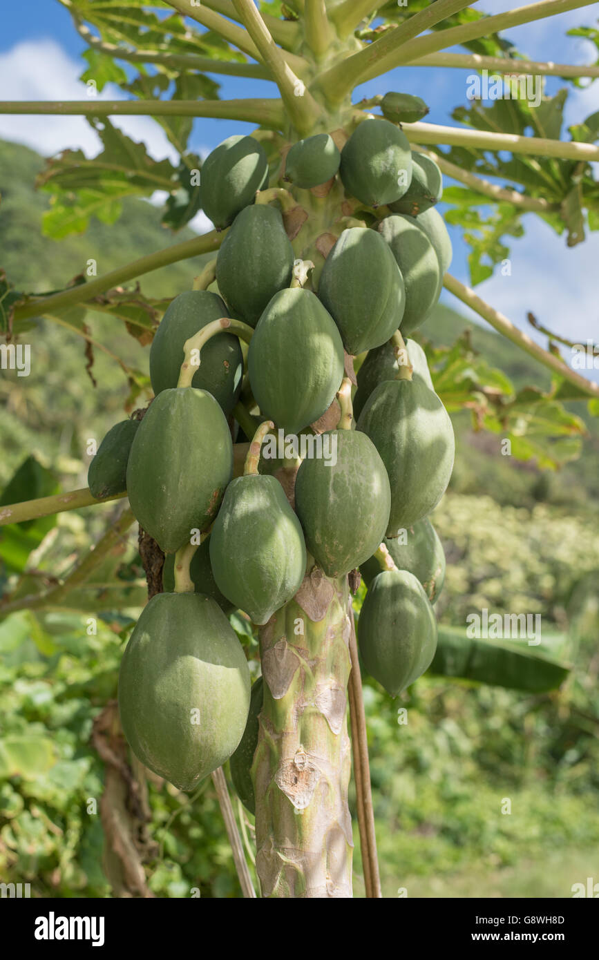 Papaya tree stem hi-res stock photography and images - Alamy