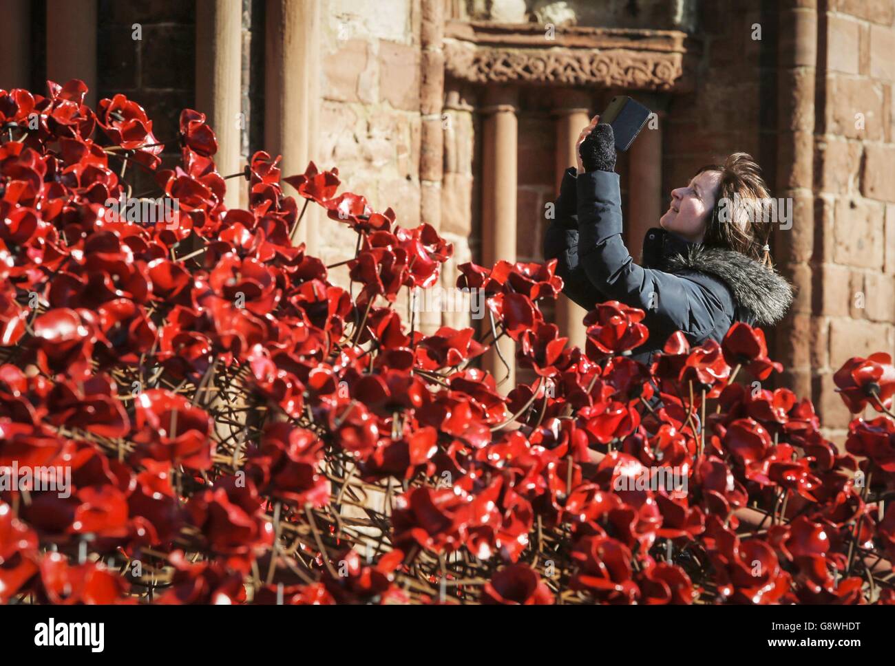 Weeping Window poppies in Orkney Stock Photo - Alamy