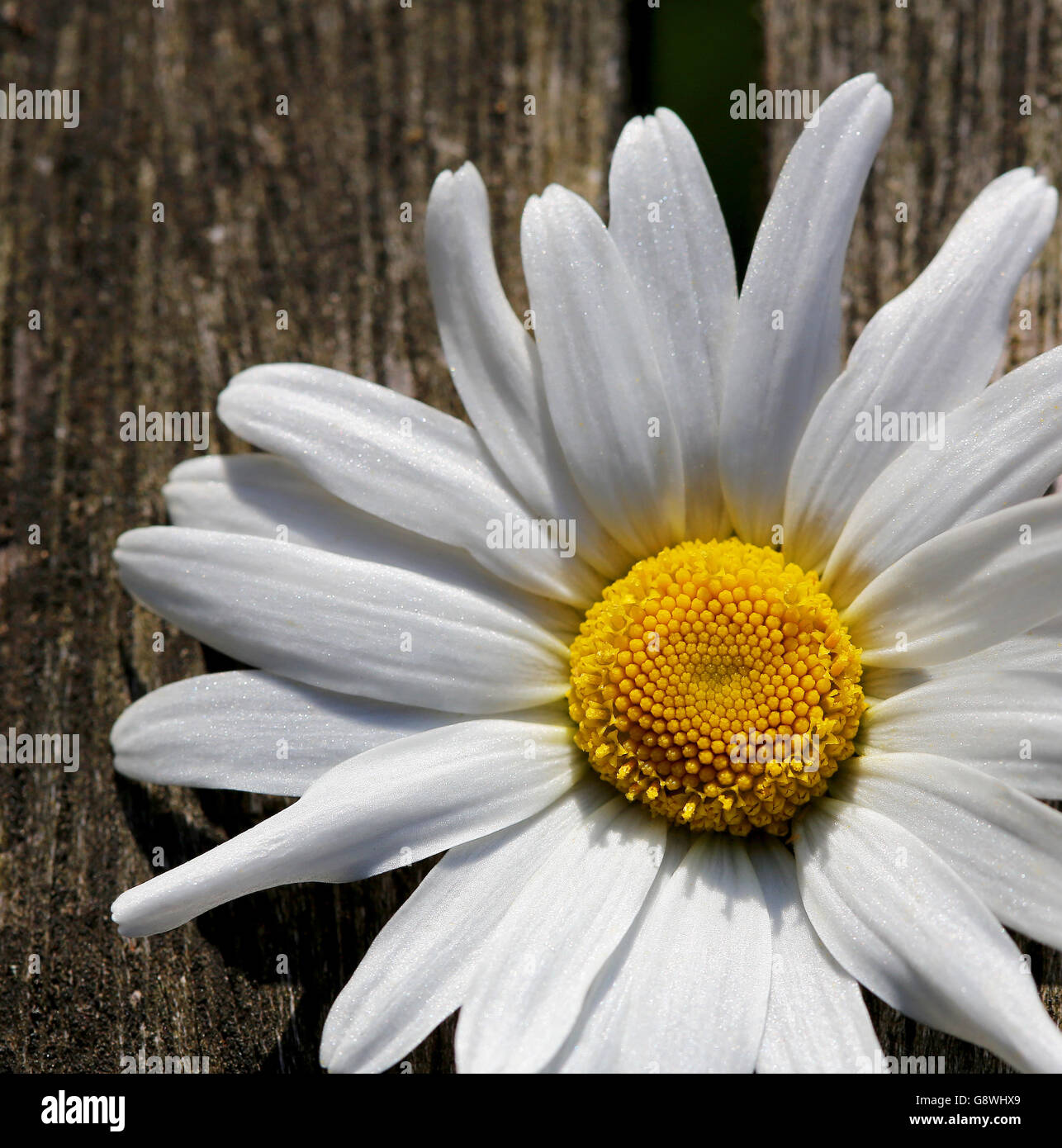 Large white daisy flowers hi-res stock photography and images - Alamy