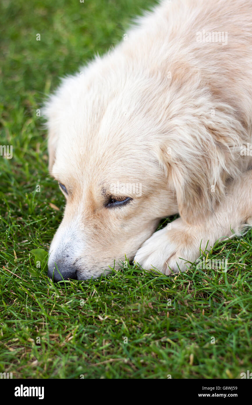 Beautiful dog sleeping hi-res stock photography and images - Alamy