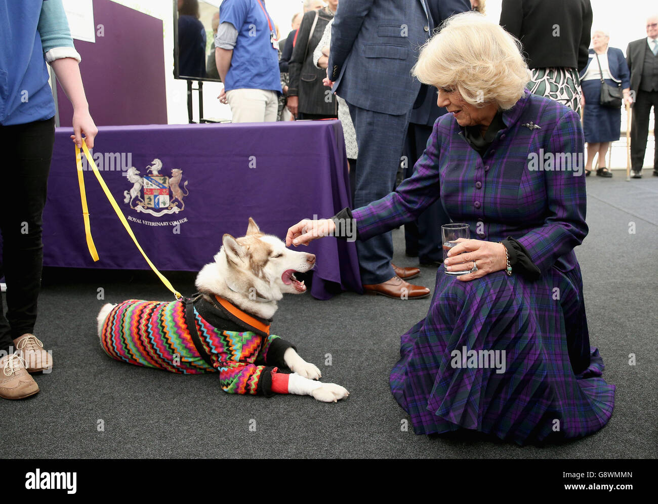 The Duchess of Cornwall, patron of the Royal Veterinary College Animal ...