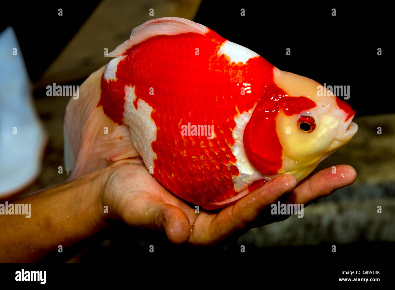 A goldfish breeder holding a red and white goldfish in the palm of his ...