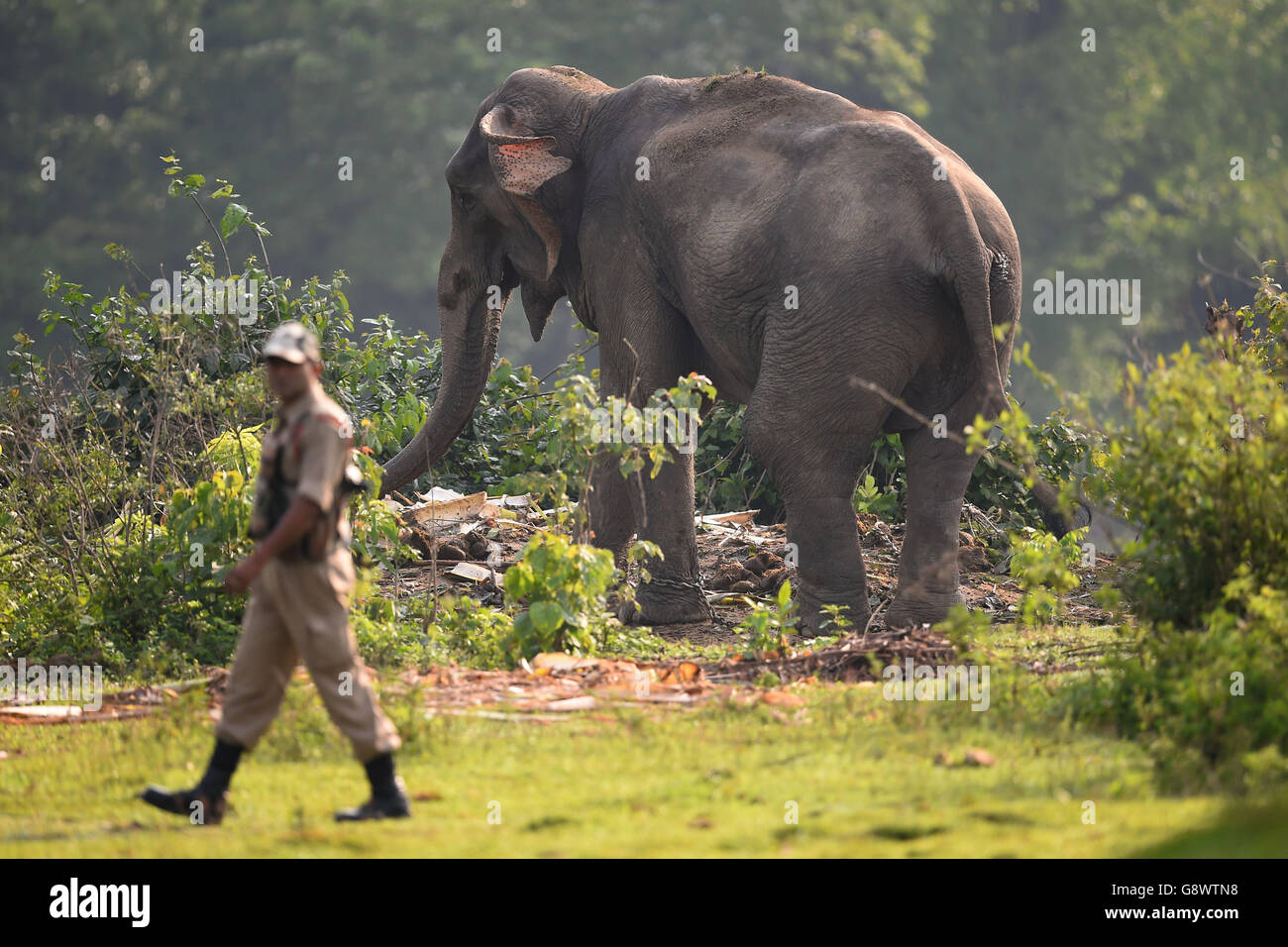 An elephant ranger kaziranga national park hi-res stock photography and ...
