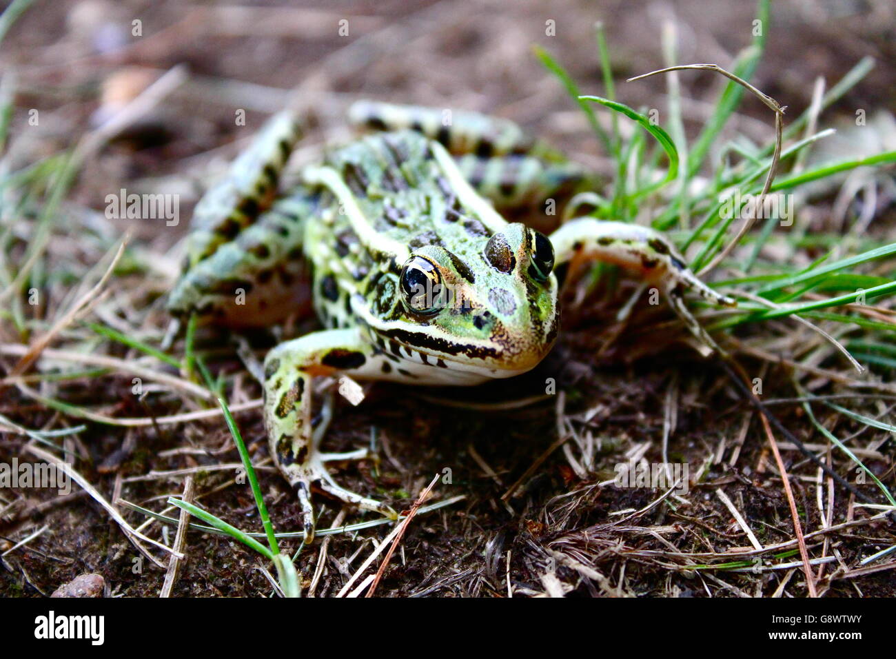 Leopard frog in grass Stock Photo - Alamy