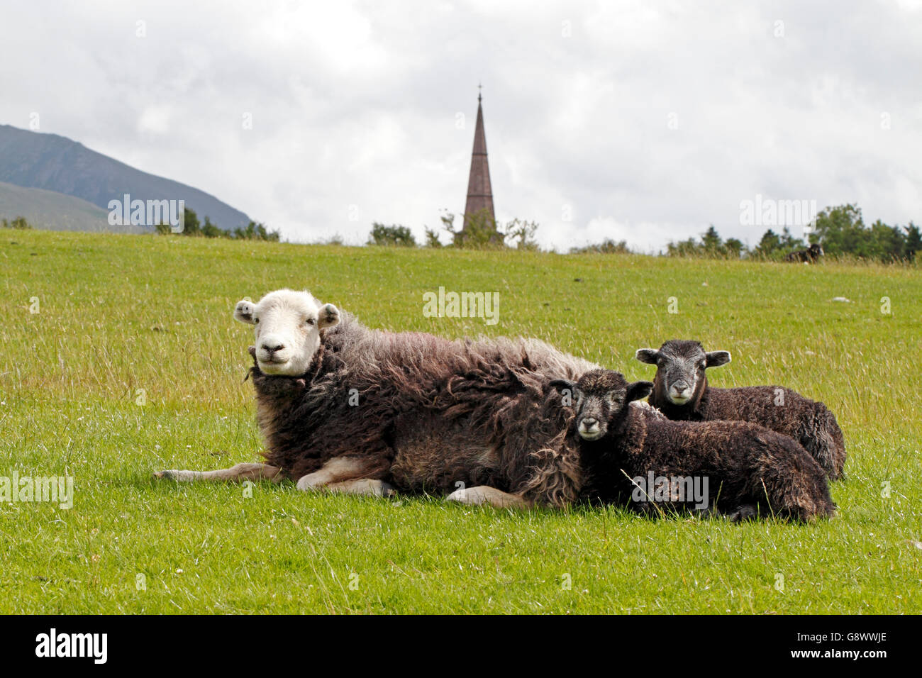 Native to the lake district in north west england hi-res stock ...