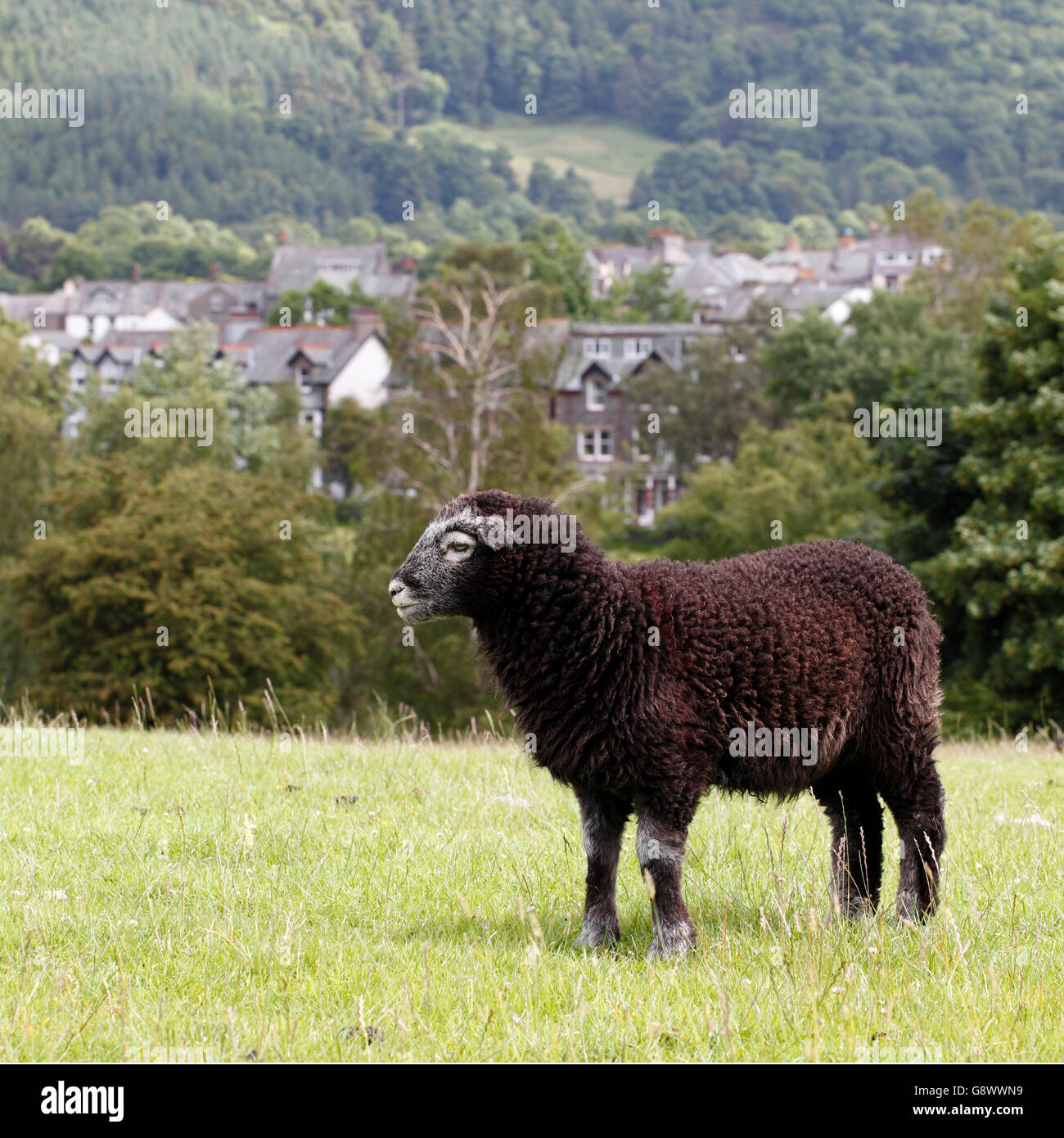 Domestic sheep side profile hi-res stock photography and images - Alamy
