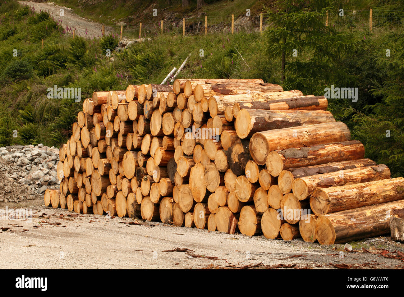 commercially cut freshly cut softwood logs from the forest, stacked ...