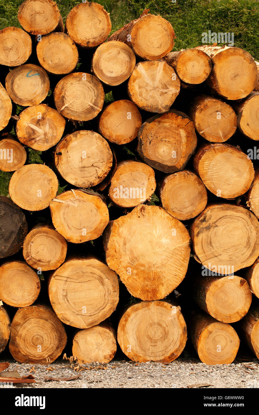 commercially cut freshly cut softwood logs from the forest, stacked ...