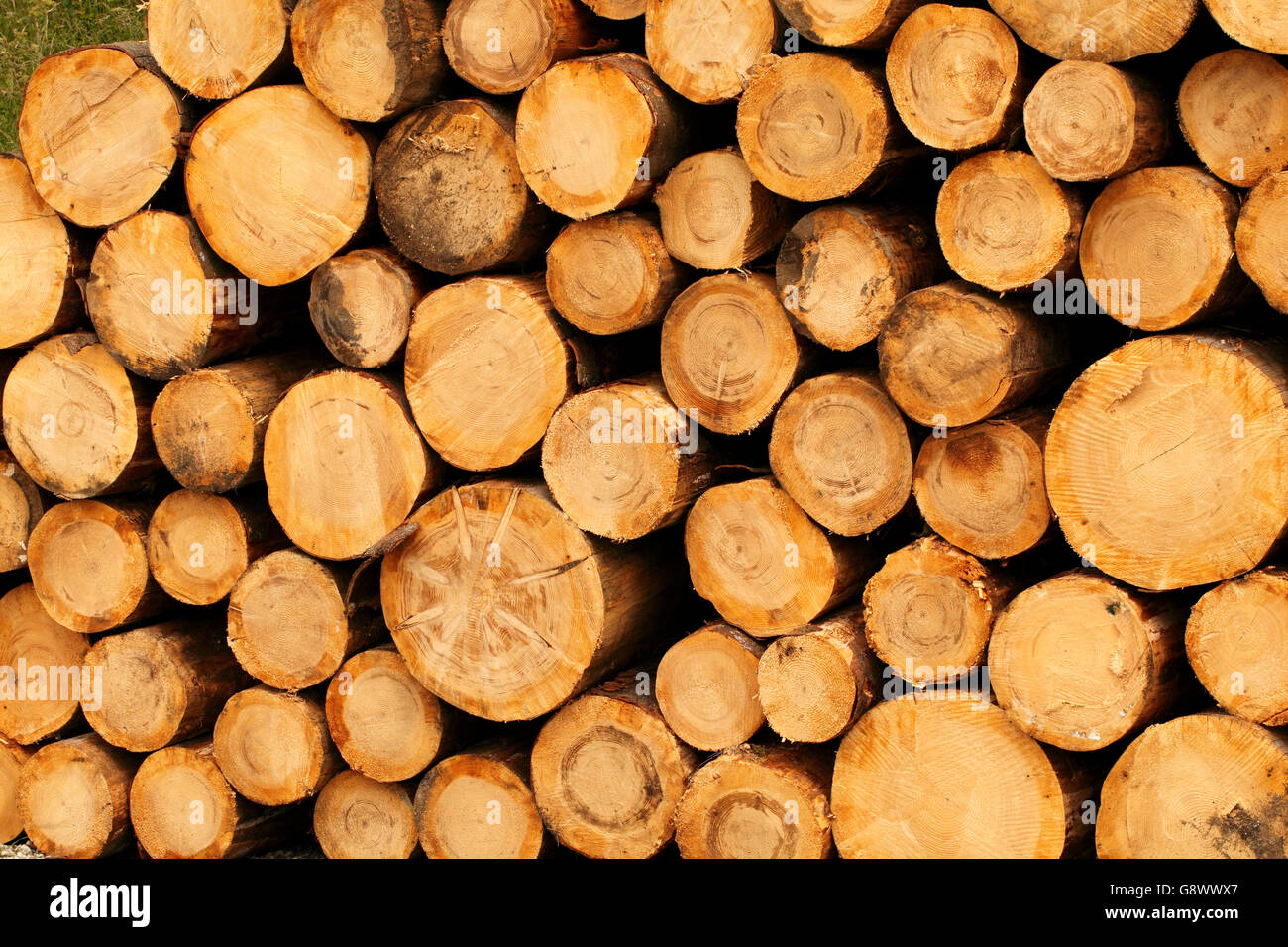 commercially cut freshly cut softwood logs from the forest, stacked ...