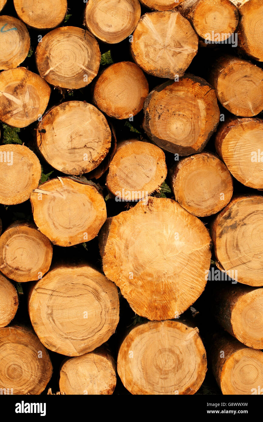 commercially cut freshly cut softwood logs from the forest, stacked ...