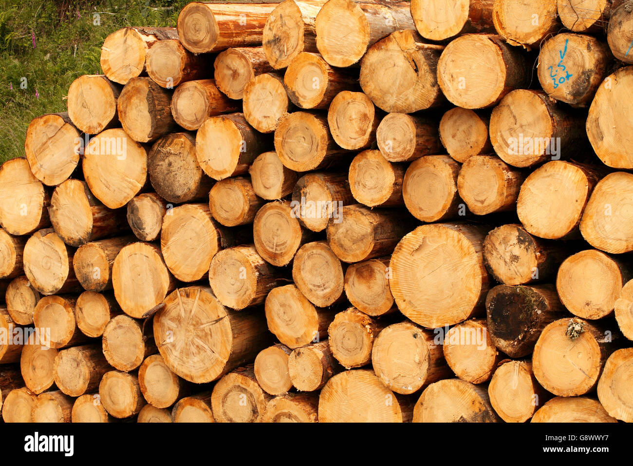 commercially cut freshly cut softwood logs from the forest, stacked ...