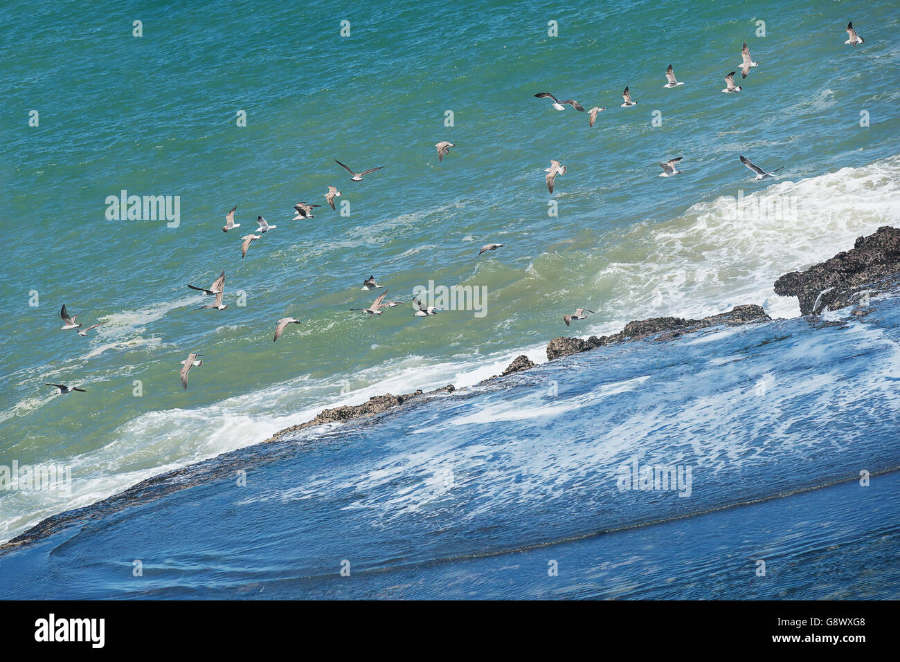 Flying sea animals outdoor beach hi-res stock photography and images ...