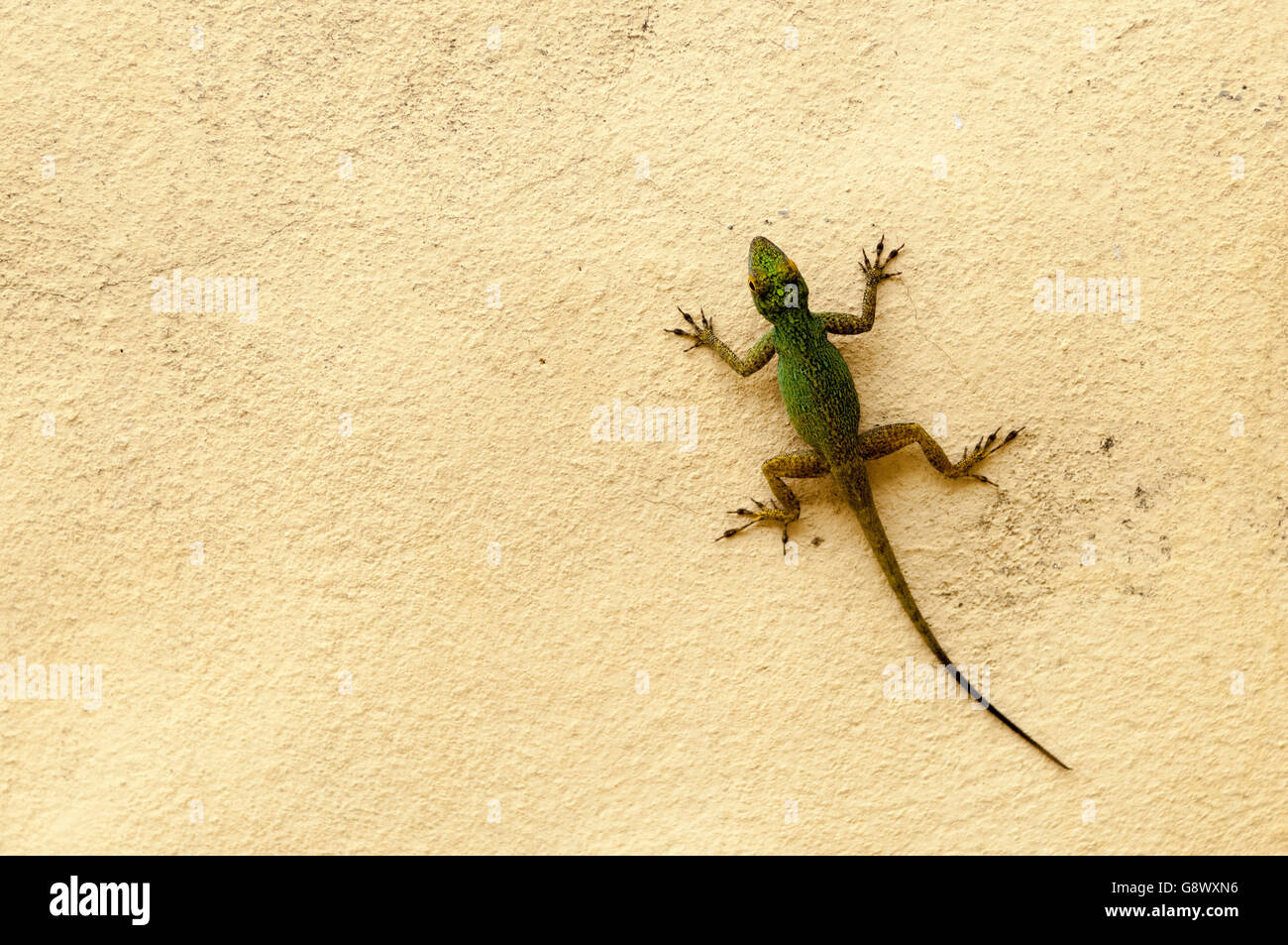 Lizard dominican republic hi-res stock photography and images - Alamy