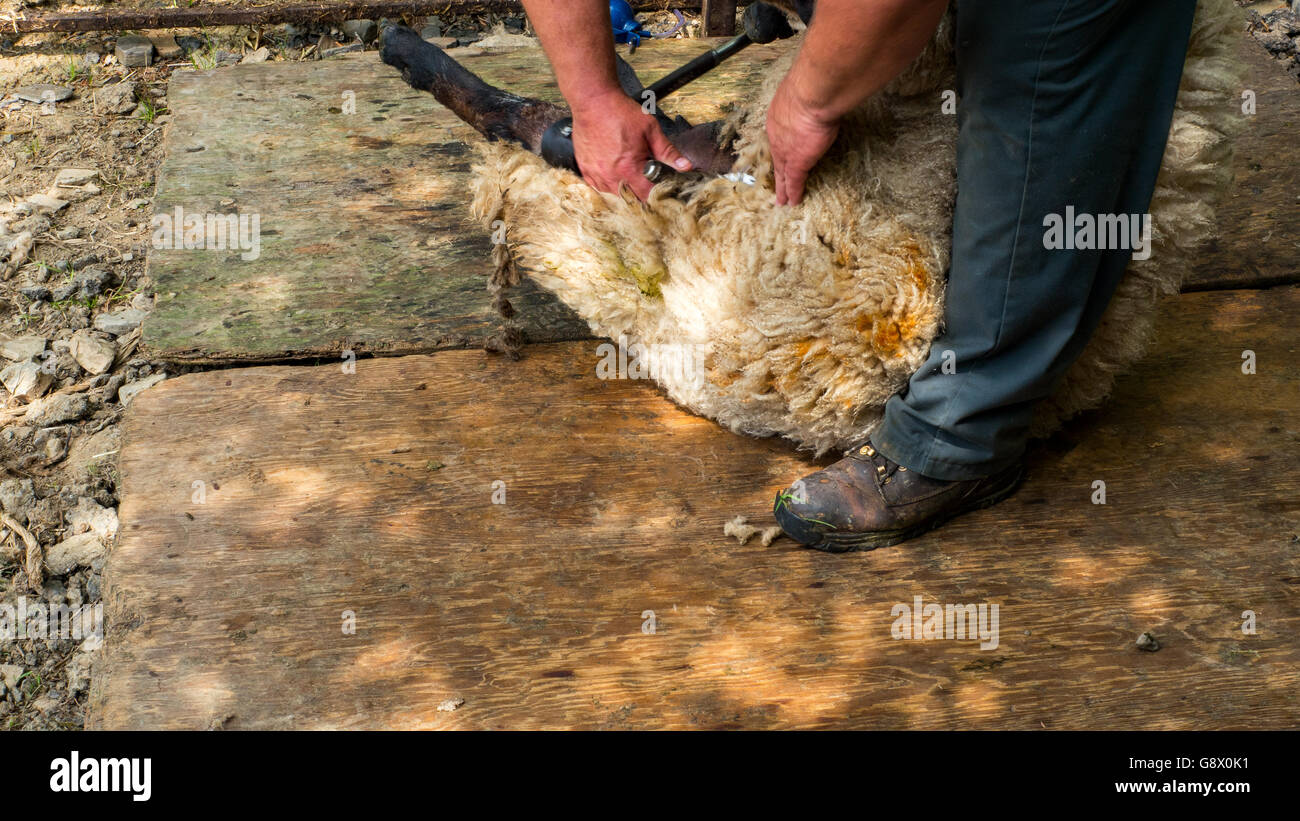 sheep shearing being done by local farmer Stock Photo - Alamy
