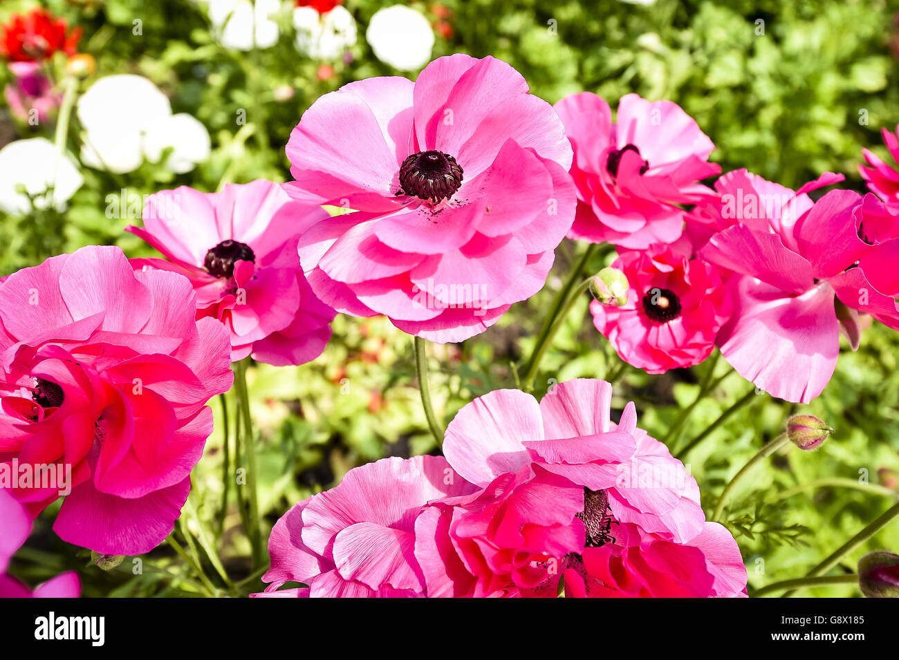 Spring flowers at the Eden Project Stock Photo - Alamy