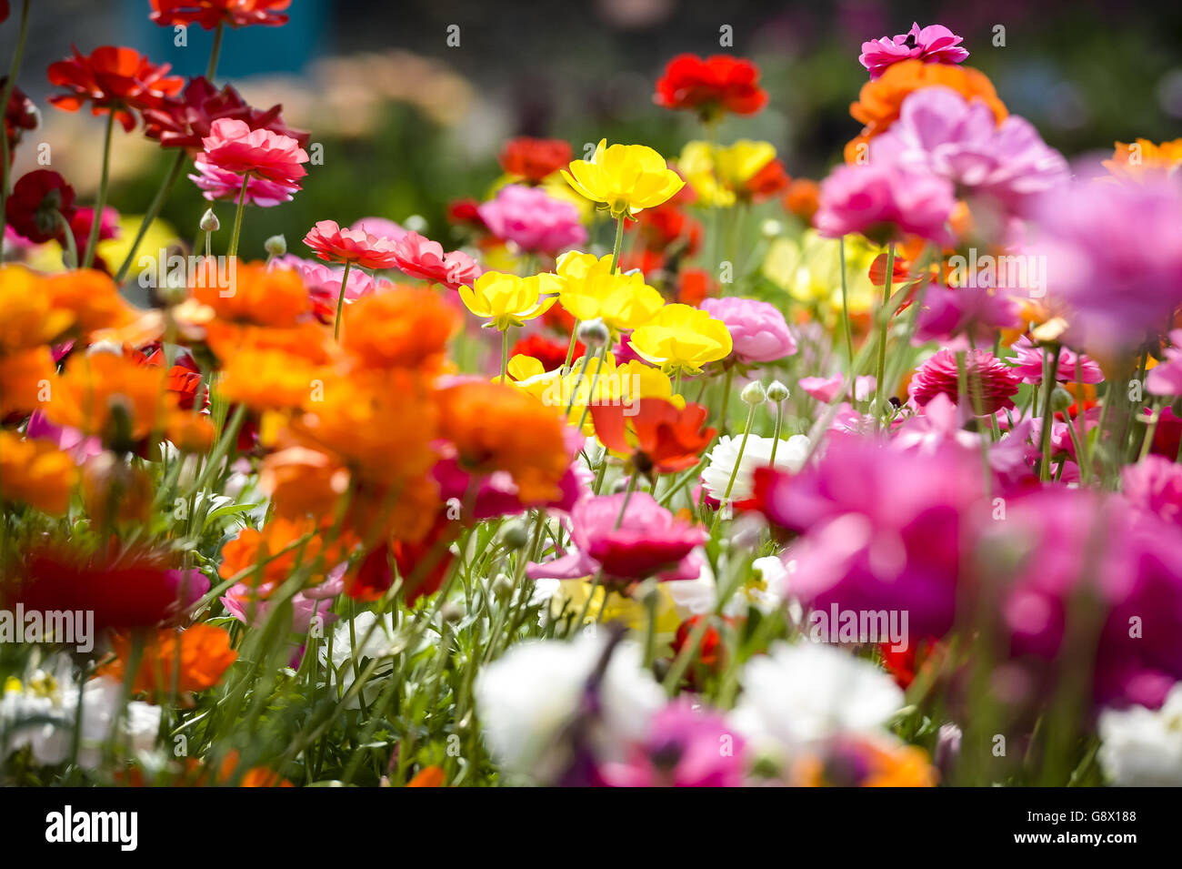 Spring flowers at the Eden Project Stock Photo - Alamy