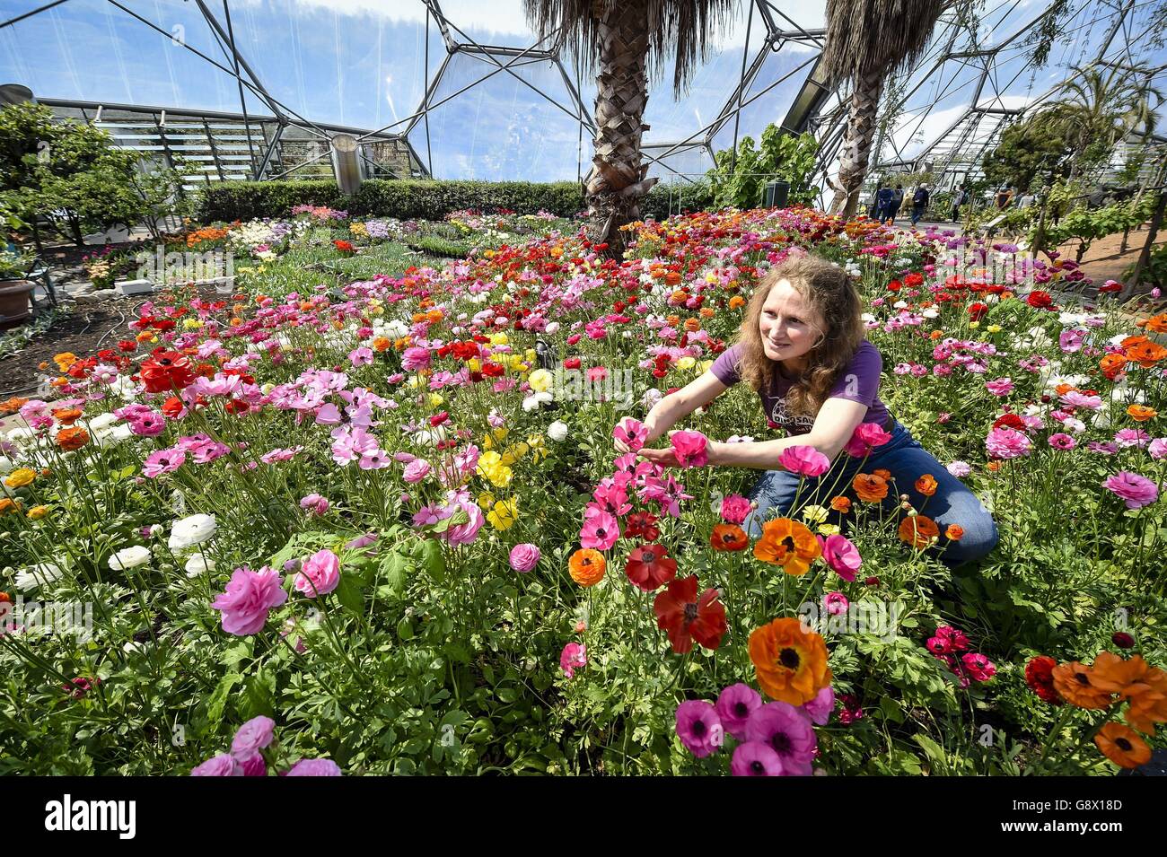 Spring flowers at the Eden Project Stock Photo - Alamy