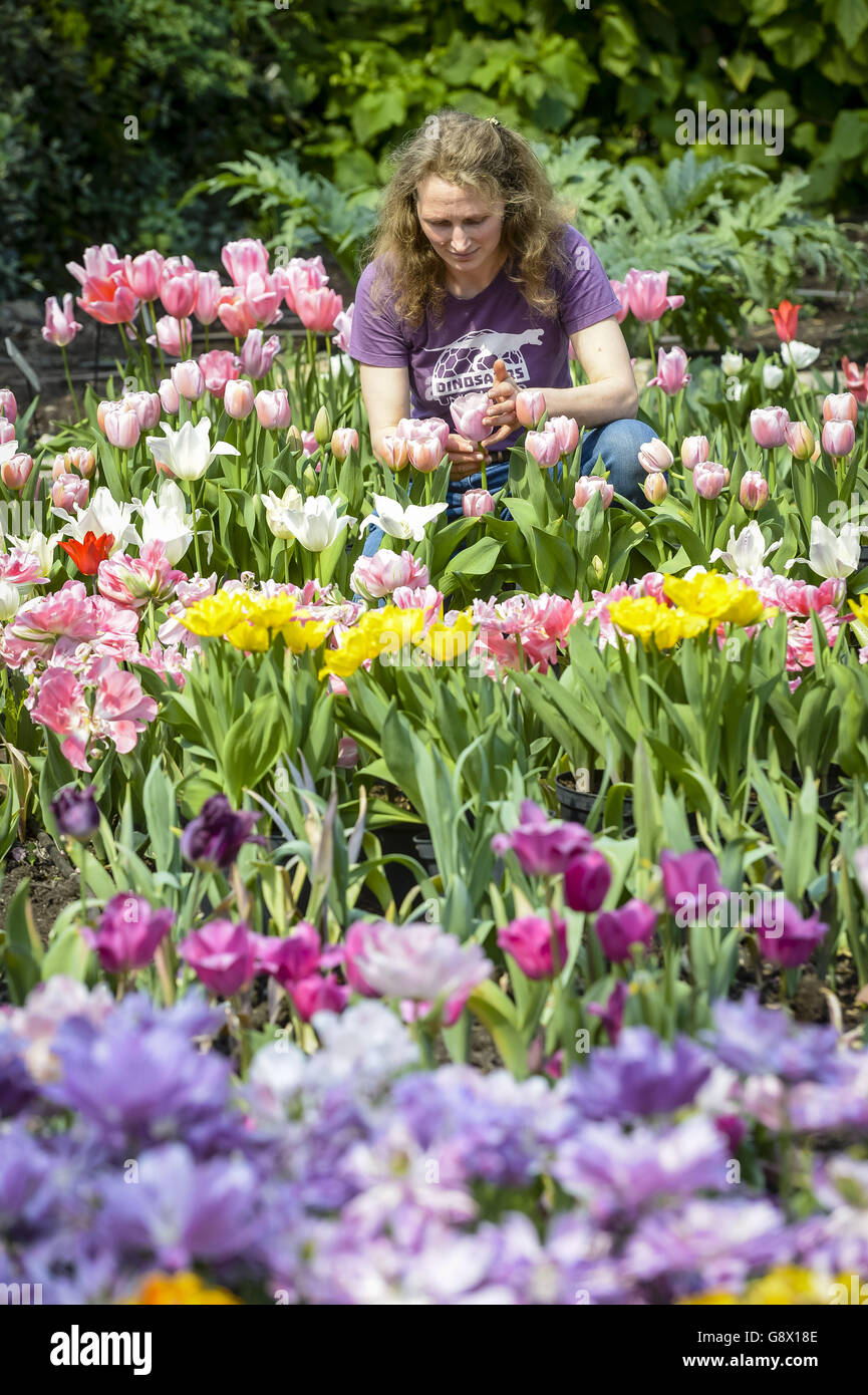 Spring flowers at the Eden Project Stock Photo - Alamy
