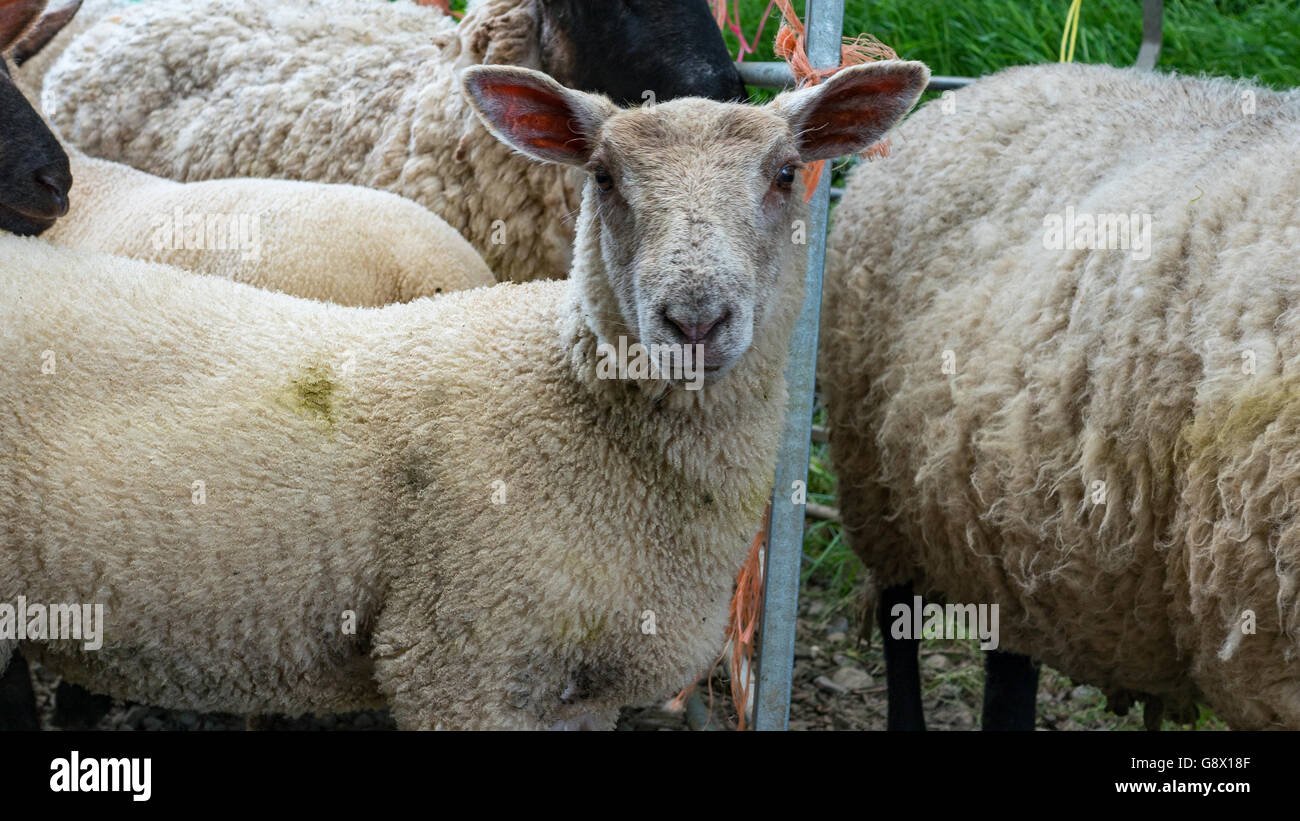 white fleeced sheep Stock Photo - Alamy