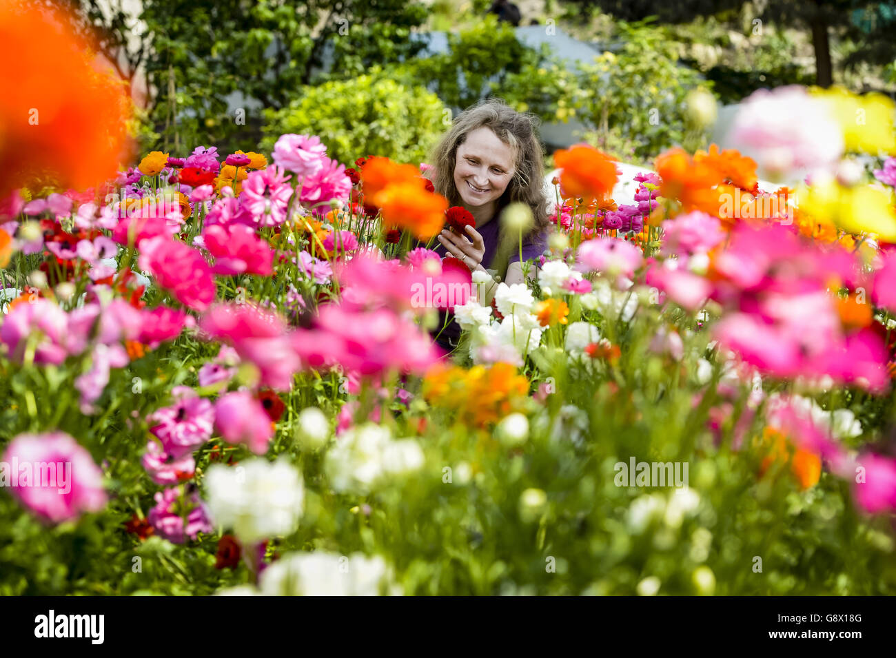 Spring flowers at the Eden Project Stock Photo - Alamy