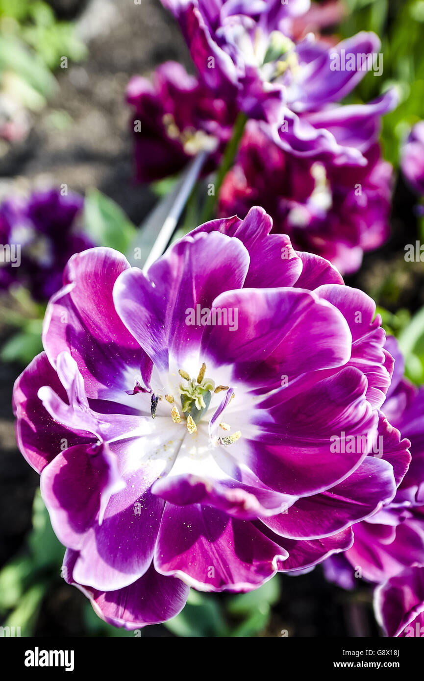 Spring flowers at the Eden Project Stock Photo - Alamy