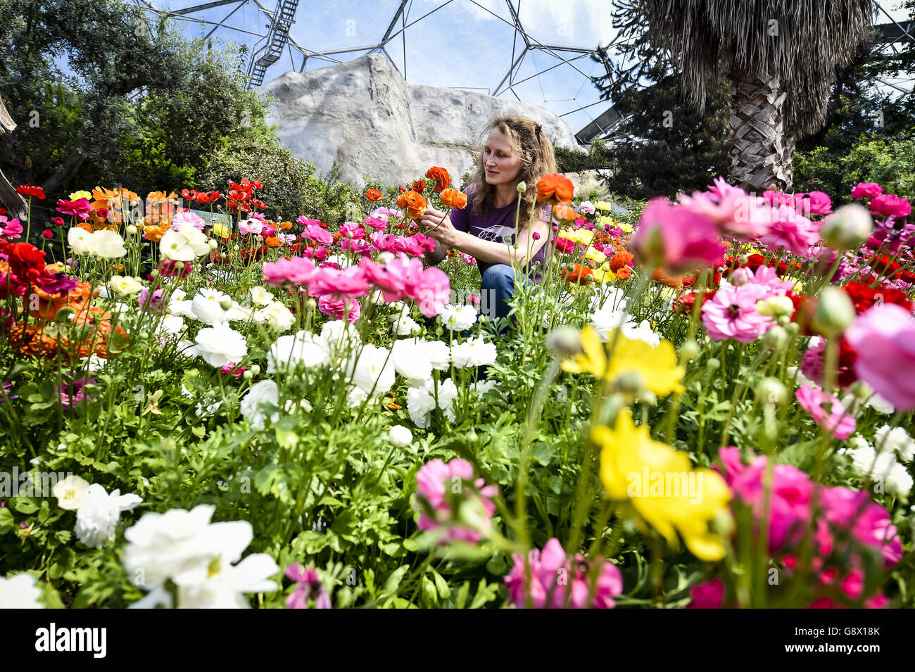 Eden project mediterranean biomes hi-res stock photography and images ...