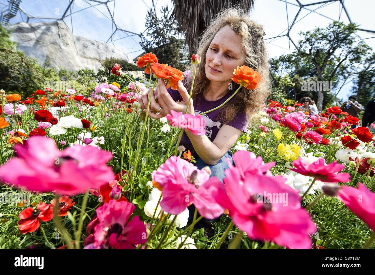 Eden project mediterranean biomes hi-res stock photography and images ...