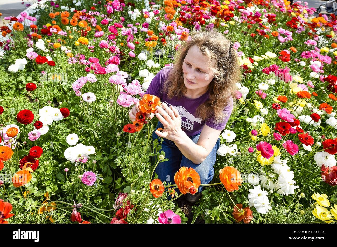 Gardener catherine cutler hi-res stock photography and images - Alamy