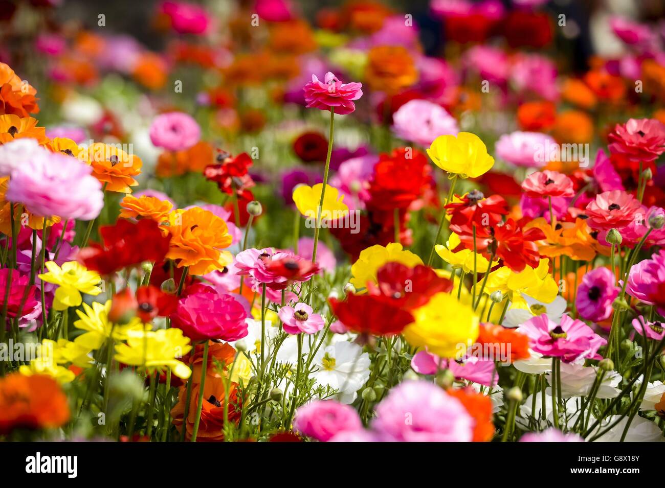 Persian Buttercups in full bloom at the Eden Project in Cornwall, where ...