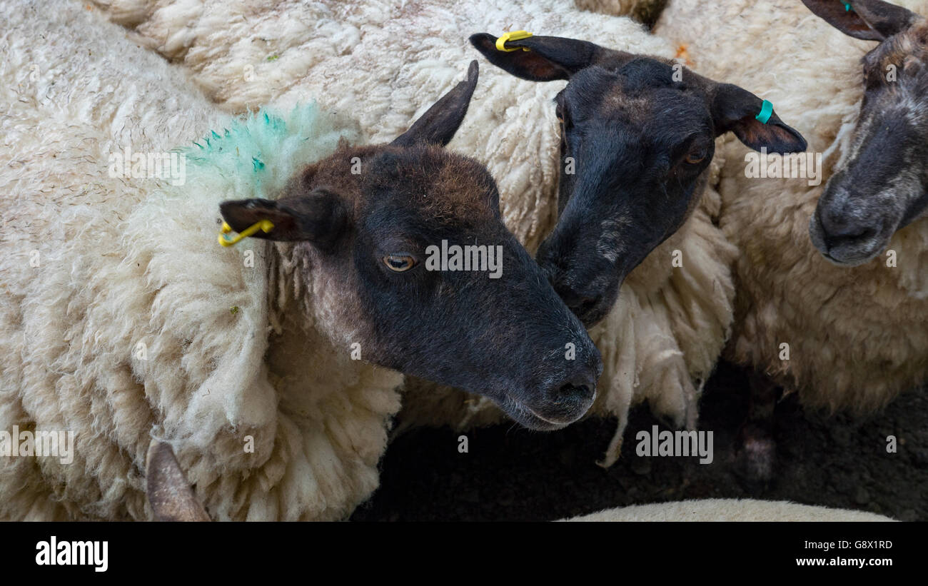 white fleeced sheep Stock Photo - Alamy