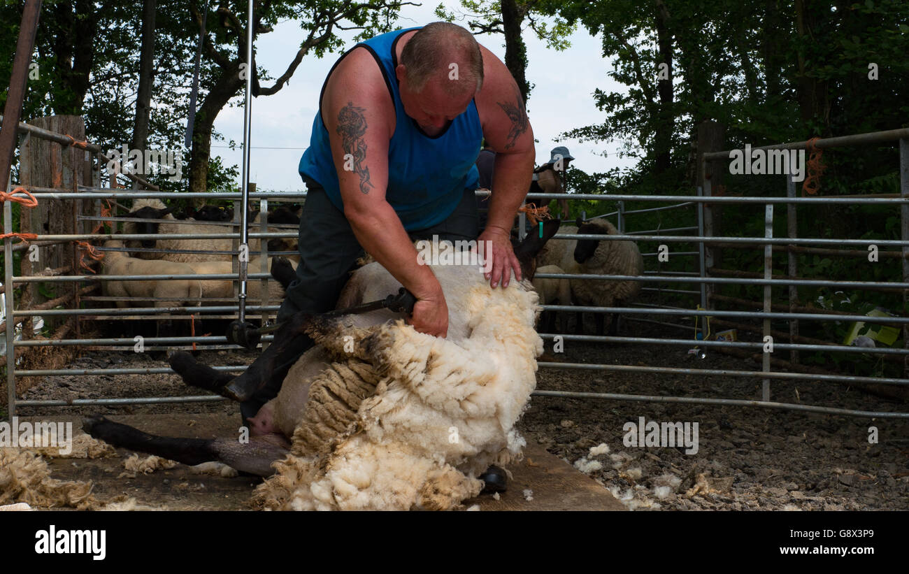 Sheep wool shave hi-res stock photography and images - Alamy