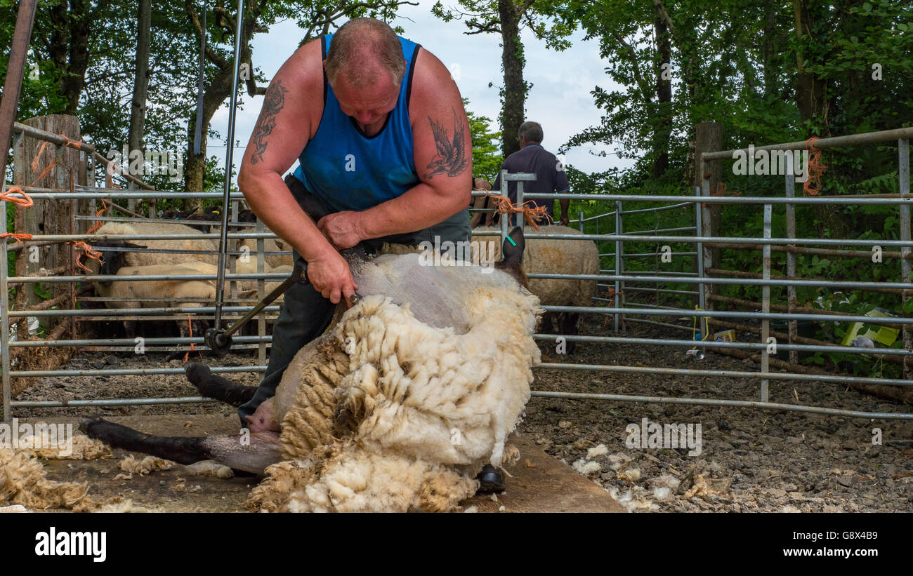 Sheep trim hi-res stock photography and images - Alamy