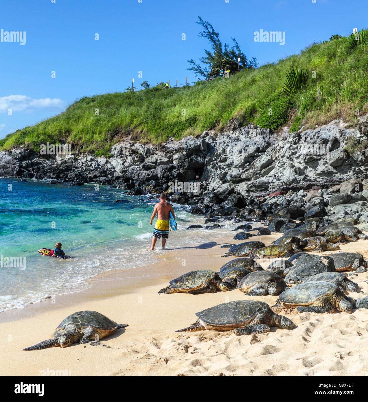 Hookipa turtles hi-res stock photography and images - Alamy