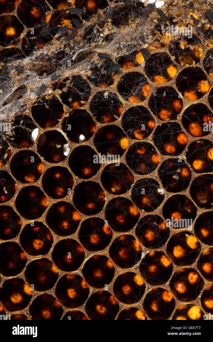 Damaged old brood comb culled due to damage with tunneling, feces and ...