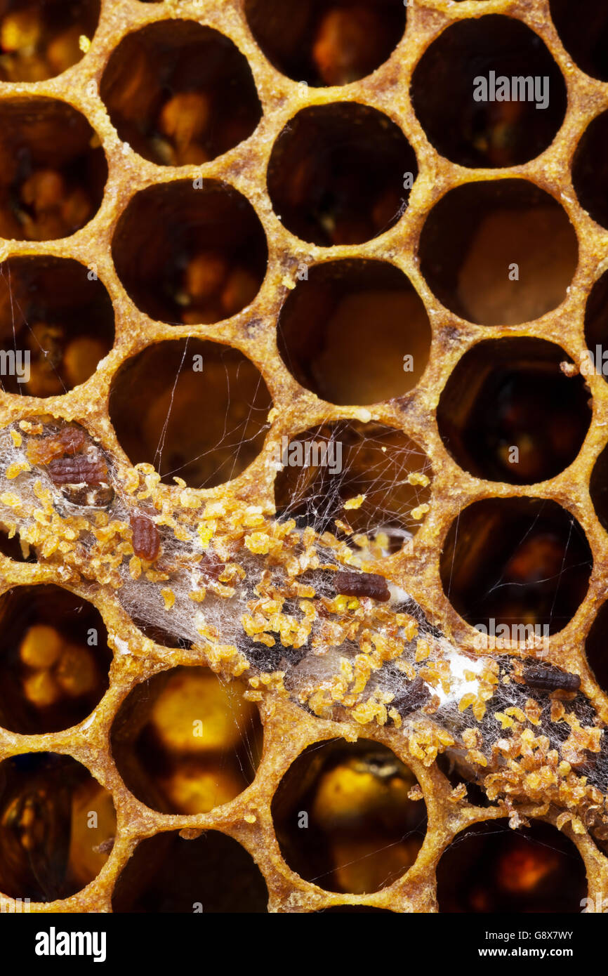 Wax moth webbing hi-res stock photography and images - Alamy