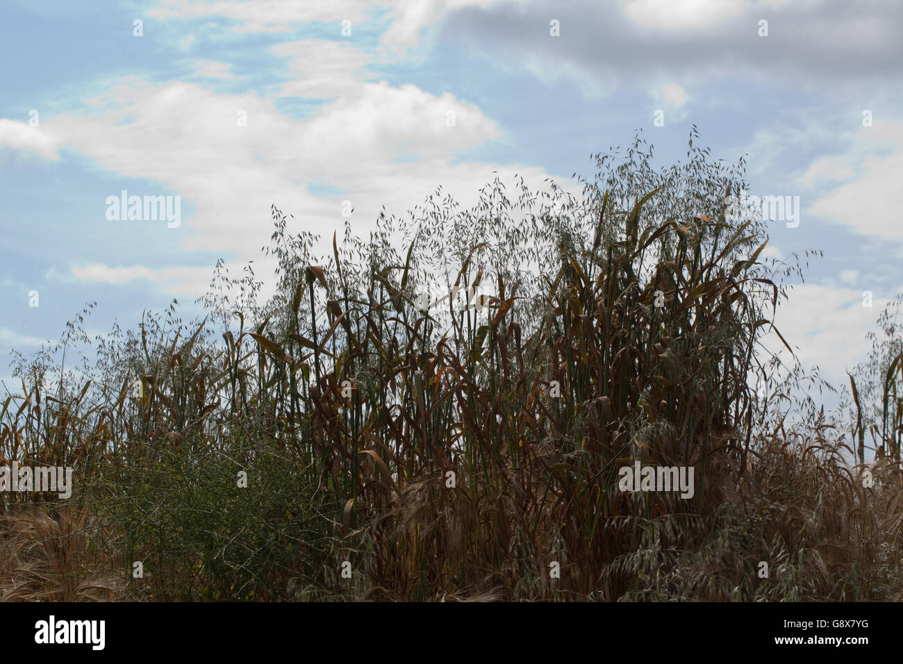 Oats Standing crop from a low viewpoint Stock Photo - Alamy