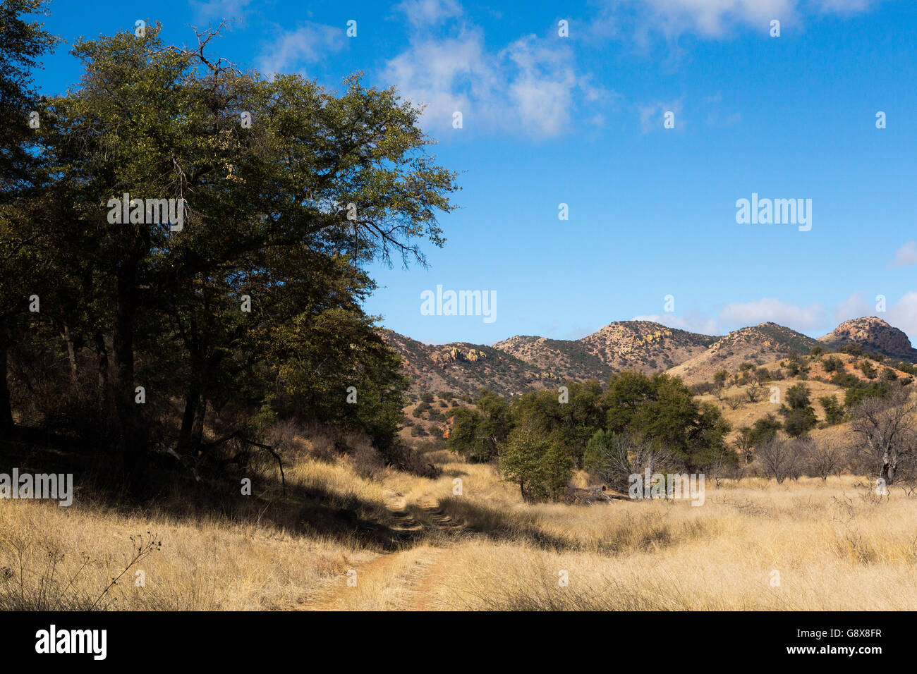 Arizona High Desert Trees at Michelle Ma blog