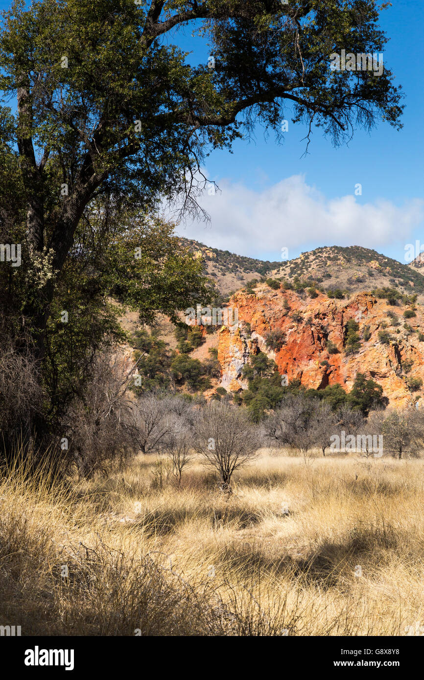 Oak trees growing along the bright red walls of Red Bank Canyon in the ...
