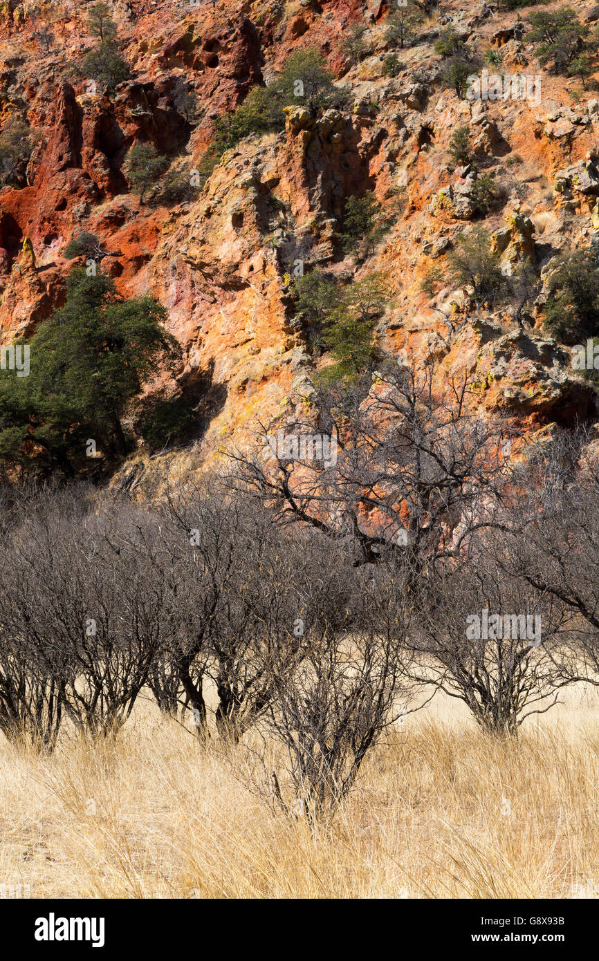 Rust colored trees hi-res stock photography and images - Alamy