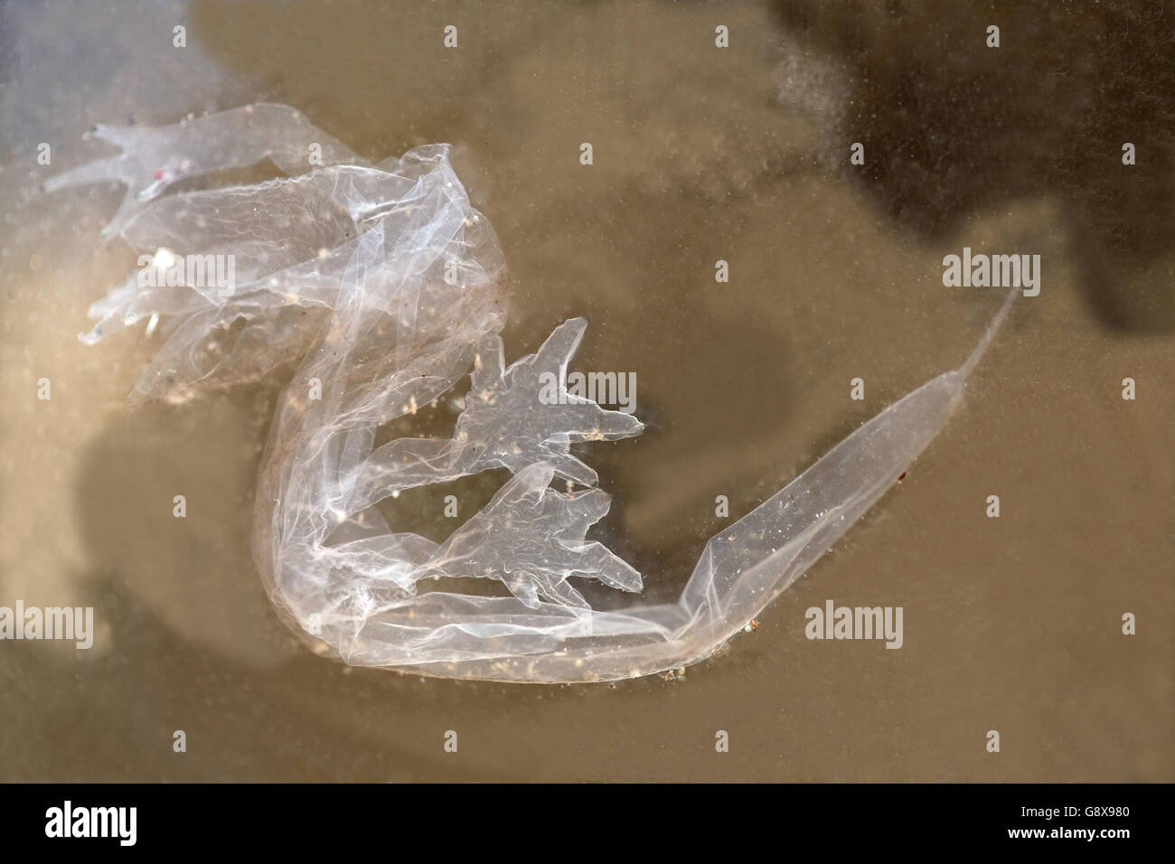 Tip toes hi-res stock photography and images - Alamy