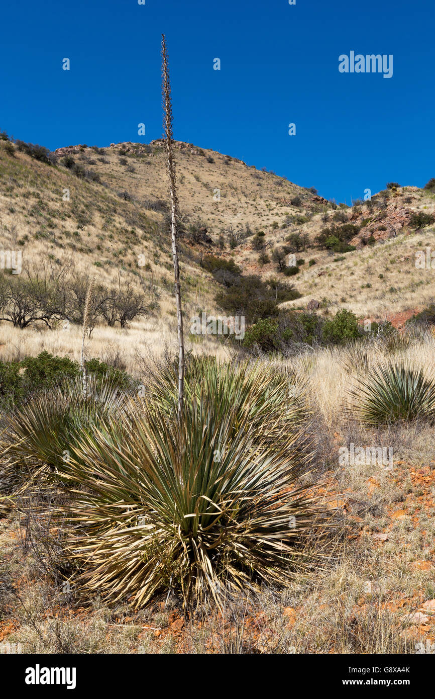 Yucca plants growing amonst mesquite and oak trees below rocky hills of ...