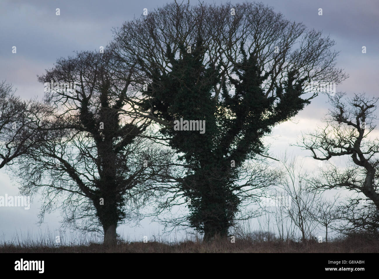Field boundary trees hi-res stock photography and images - Alamy
