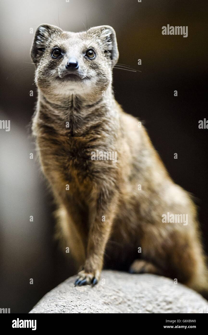 A yellow mongoose in the Twilight World enclosure at Bristol Zoo ...