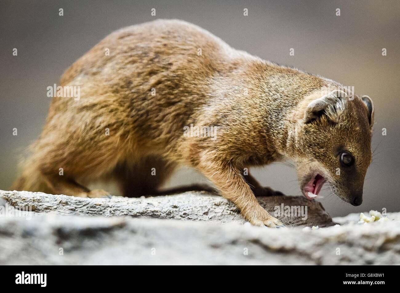 A yellow mongoose feeds in the Twilight World enclosure at Bristol Zoo ...