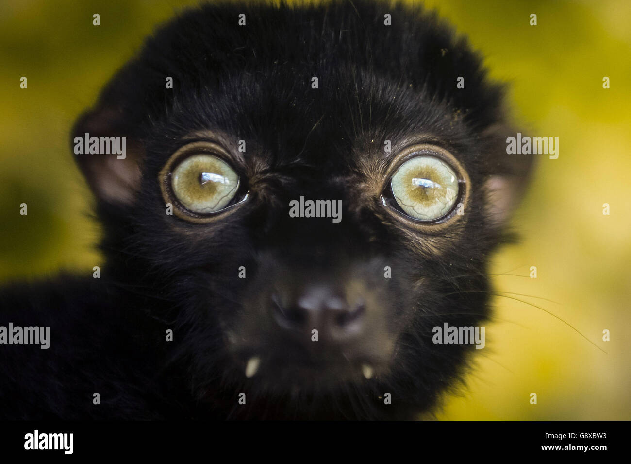 Recently Extinct Animals